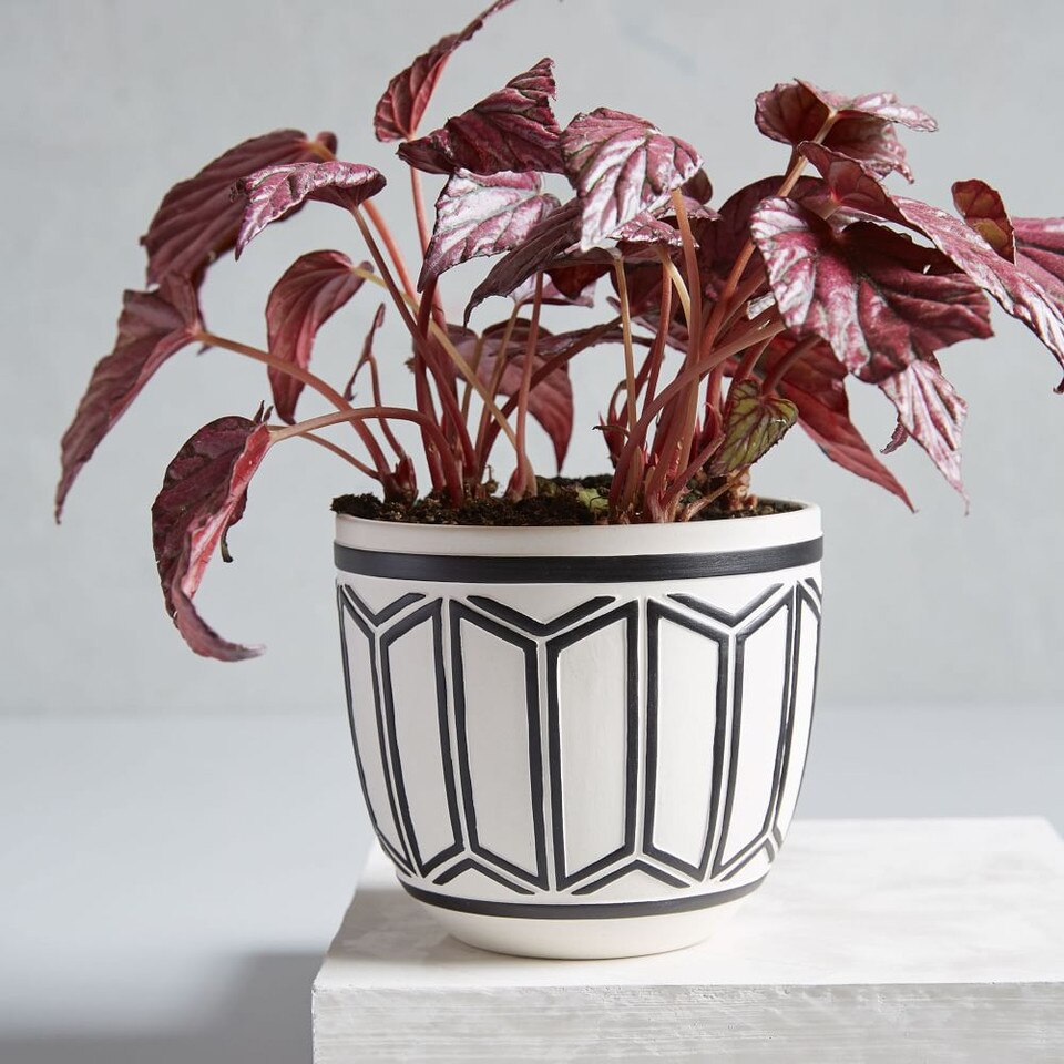 Art in the Forest Cachepot - Scallop | West Elm UK
