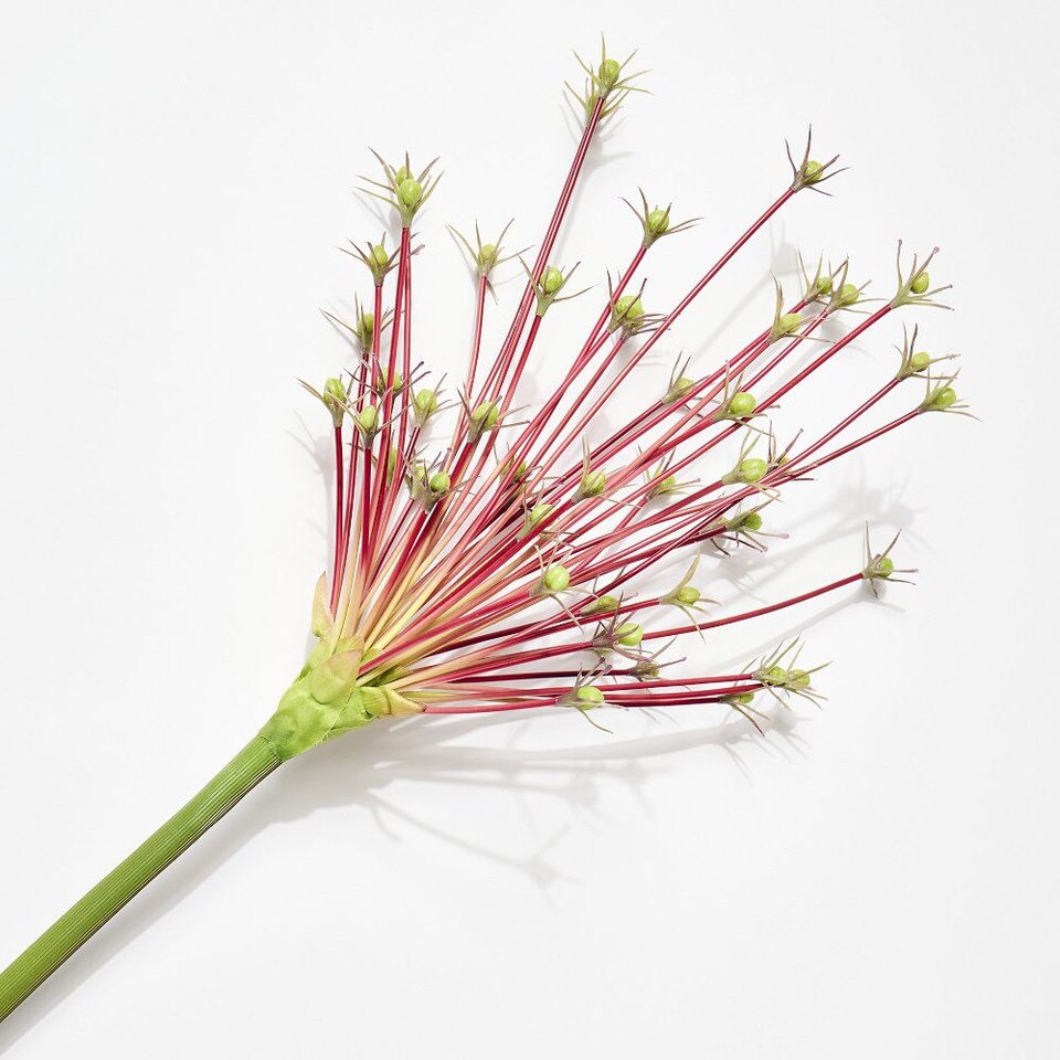 Faux Firework Allium Stem - Modern Botanical Decor | West Elm UK