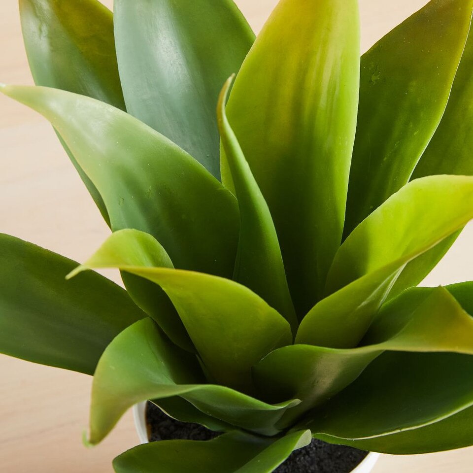 Faux Potted Agave | west elm United Kingdom
